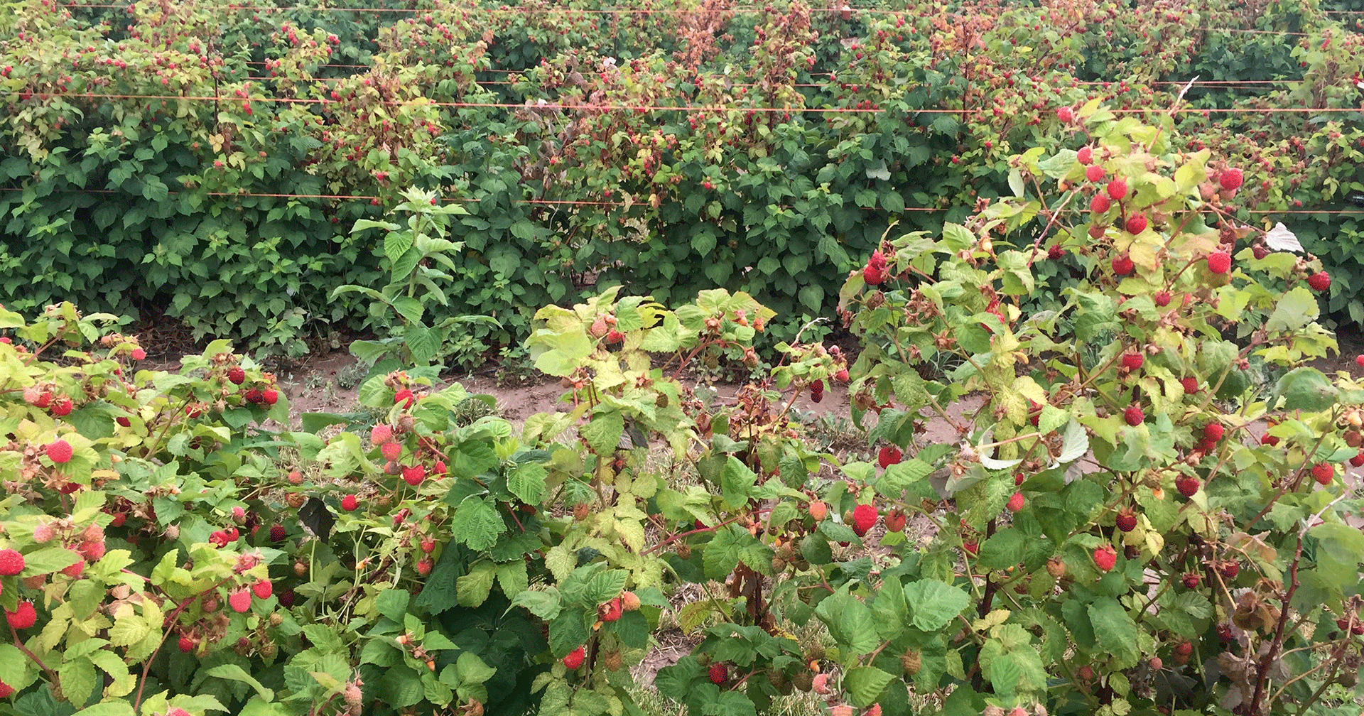 Raspberries - Downey's Strawberry Apple Farm